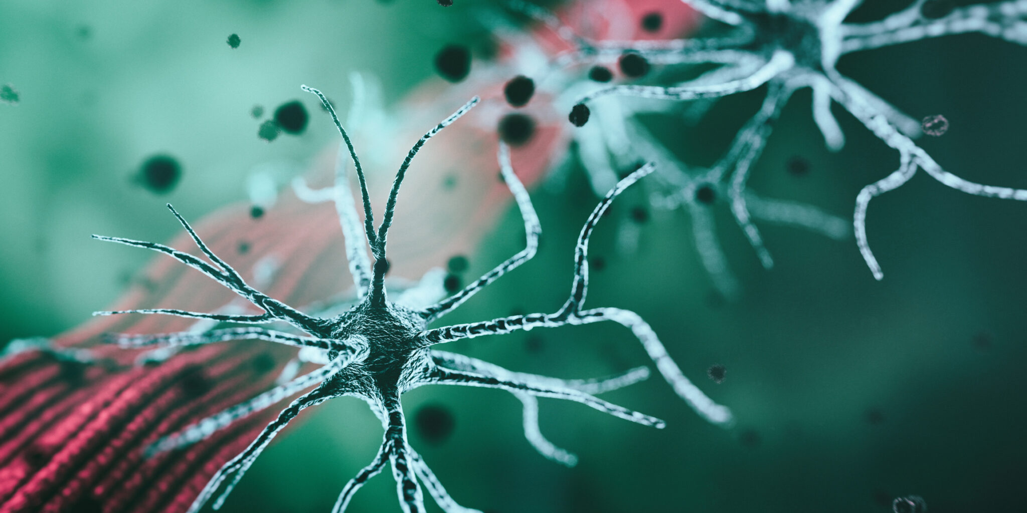 Simply Stated: Research Updates in Facioscapulohumeral Muscular ...