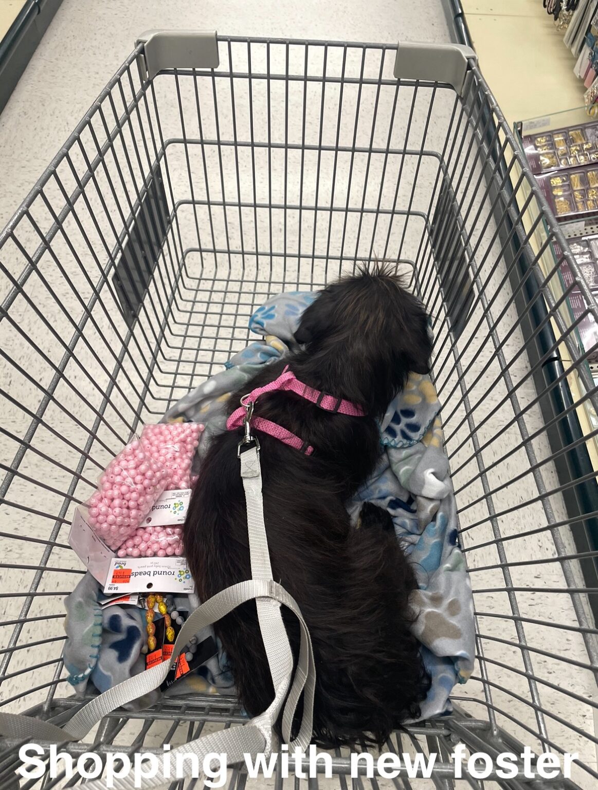 Ambassador Guest Blog: How Fostering Dogs Despite Living with a ...