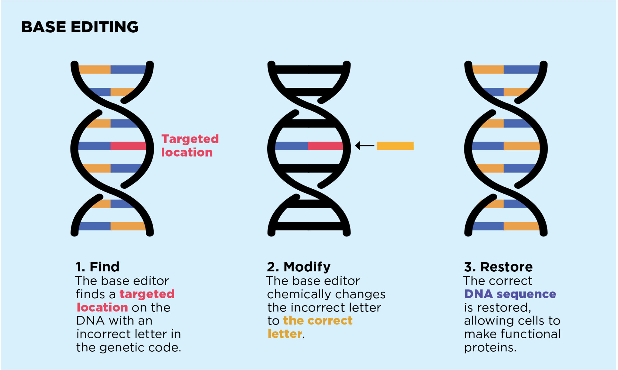 Gene Editing Holds Promise as Viable Therapy - Quest | Muscular Dystrophy Association