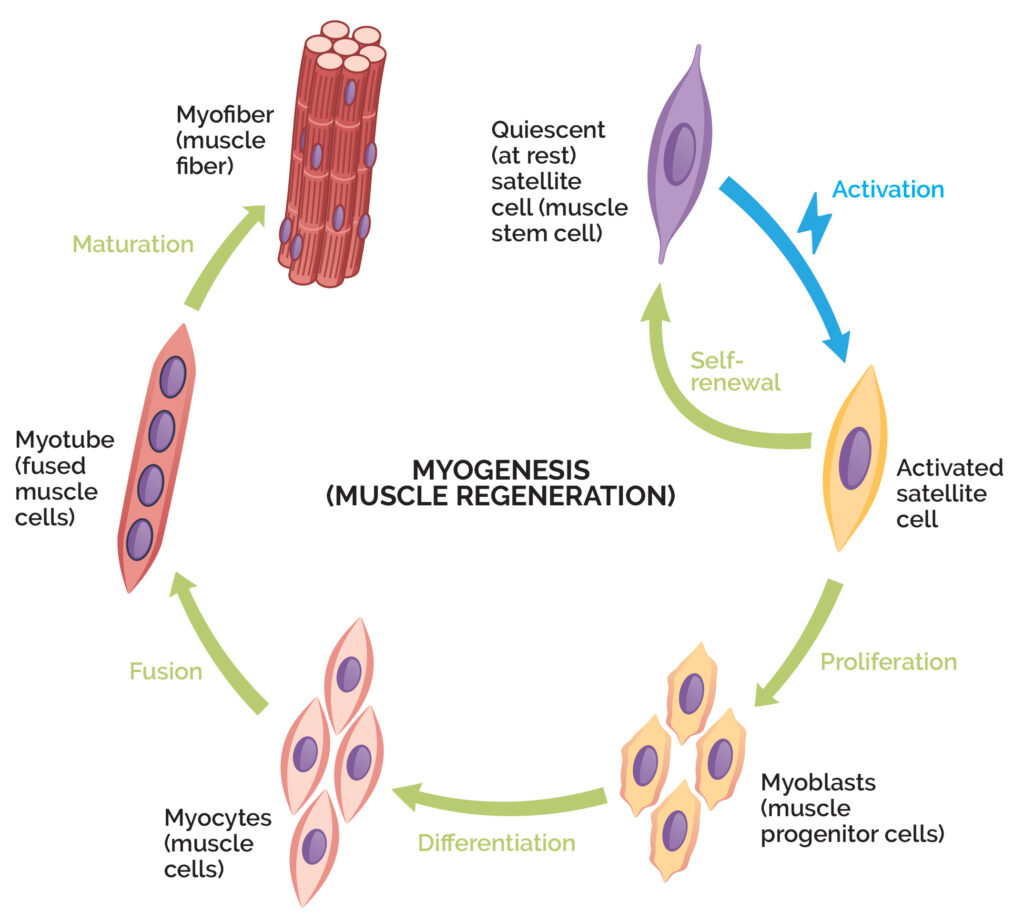 Stem Cell Innovations Drive Advances in Muscle Regeneration - Quest ...